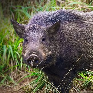 Hog Hunting - GunBroker.com