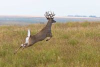 Moving Targets vs. Stationary Targets - GunBroker
