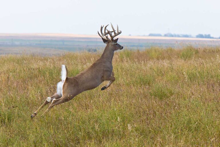 Moving Targets vs. Stationary Targets - GunBroker