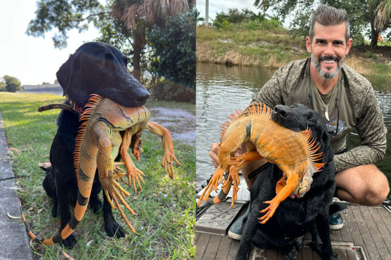 Hunting Iguanas in South Florida