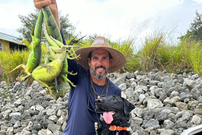 Hunting Iguanas in South Florida