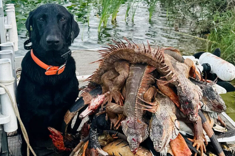 Hunting Iguanas in South Florida