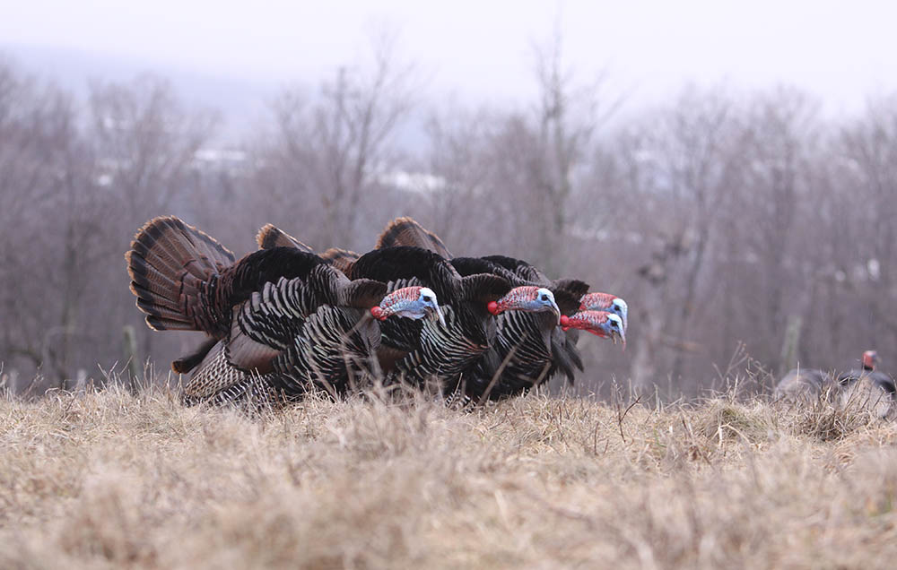 Early Season Turkey Hunting Tactics for Success - GunBroker.com