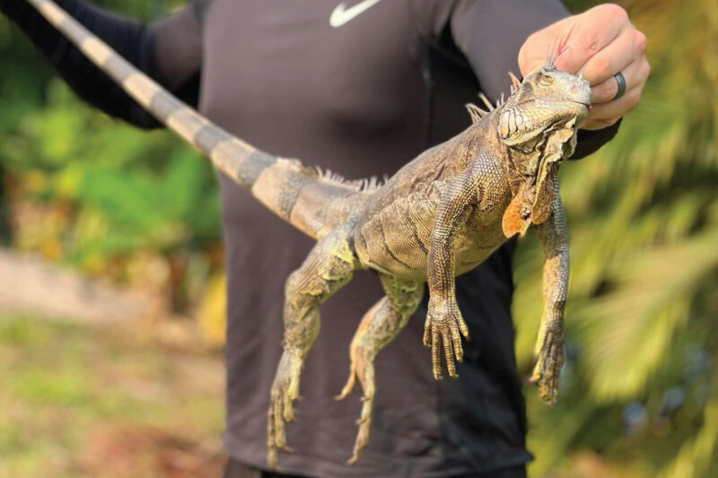 Hunting Iguanas in South Florida