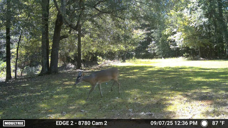 Moultrie Game Cameras Review: Edge 2 Pro & Edge 2 - GunBroker.com